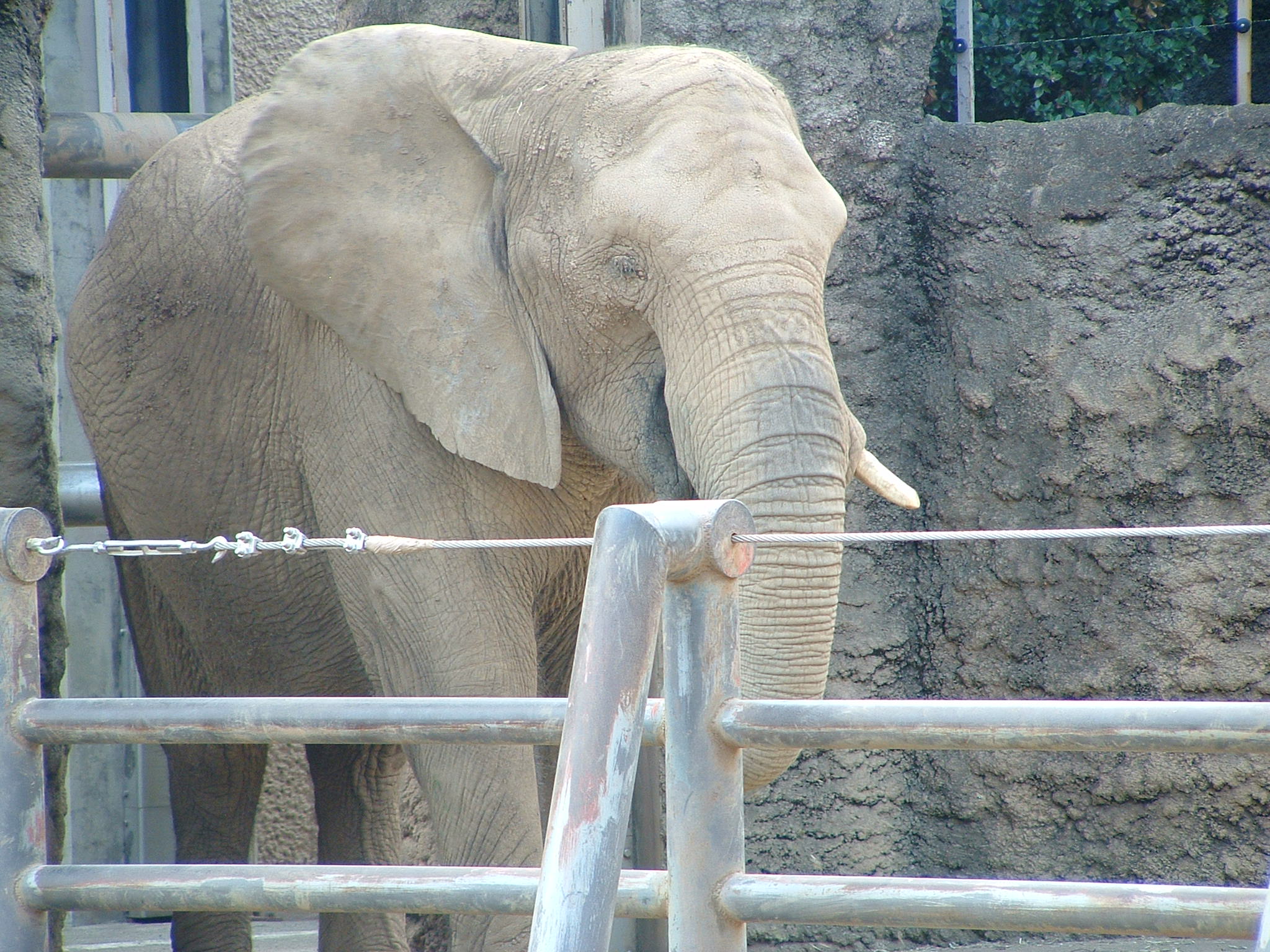 Tama Zoo, Japan 034 – Zoocheck